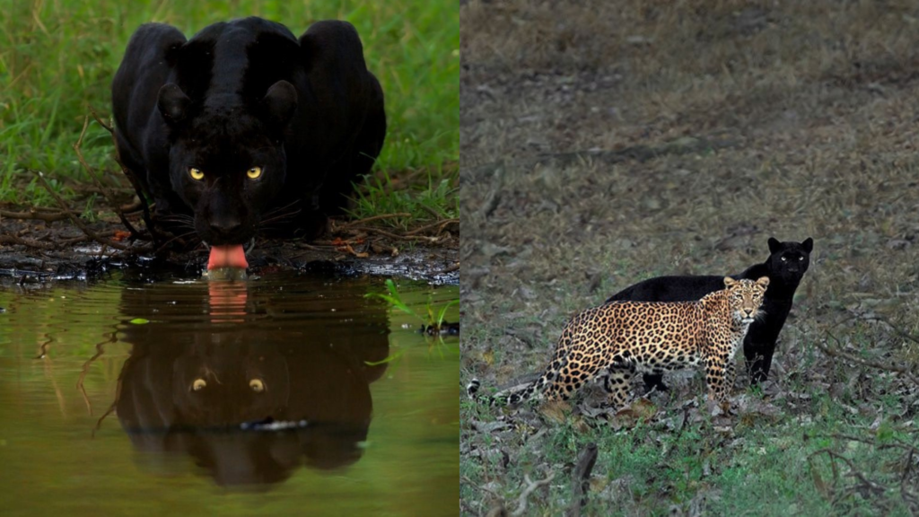 Wildlife Photographer Captures Rare Shot Of A Black Panther And Leopard