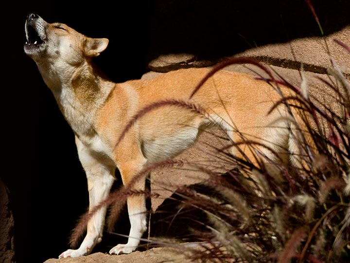 Ancient New Guinea Singing Dogs Make A Comeback In The Wild