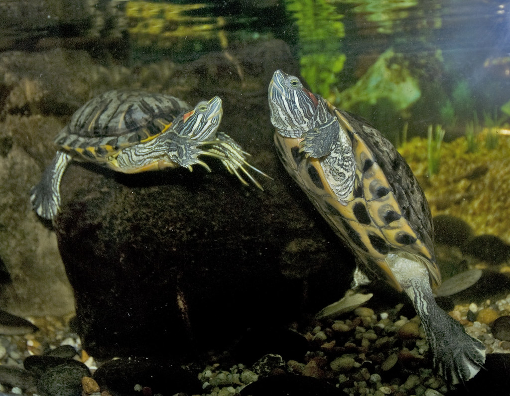 How to Keep Your Pet Turtle’s Water Clean and Safe - Swallow Press