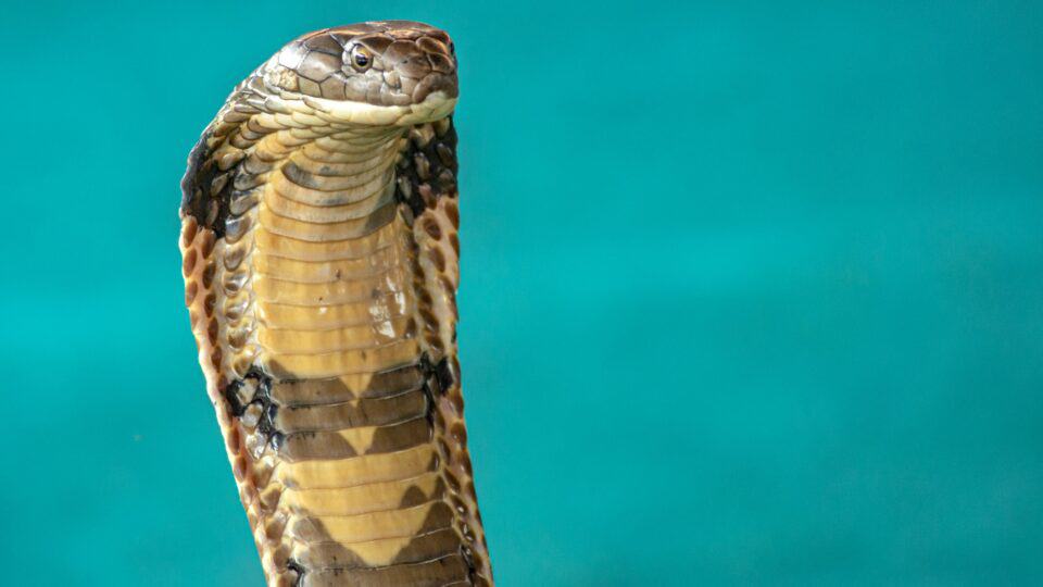 10 Facts About the King Cobra That Prove It’s a True Apex Predator ...